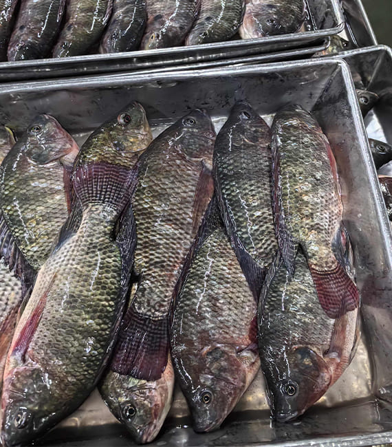 How Long Does Tilapia Last In The Freezer
