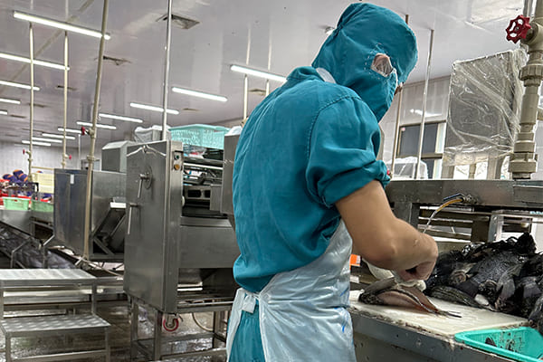 Tilapia Fillet Factory Processing Guide